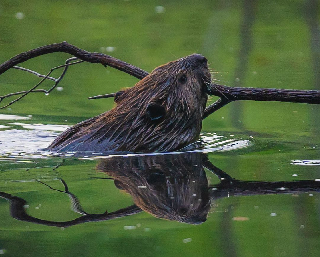 American Legion State Forest | Connecticut State Parks and Forests