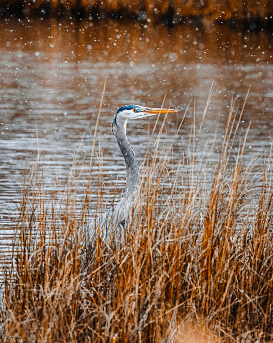 Hammonasset Beach State Park | Connecticut State Parks and Forests