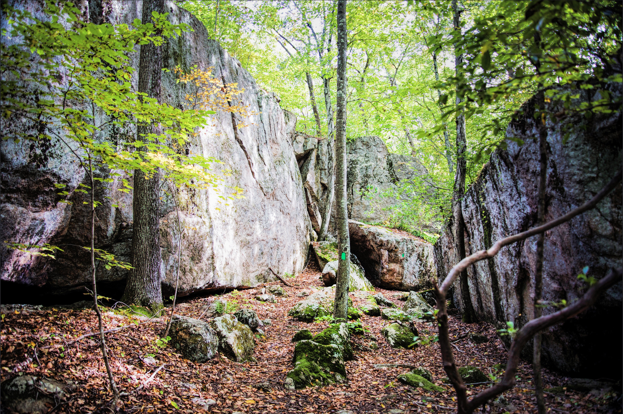 Cockaponset State Forest | Connecticut State Parks and Forests