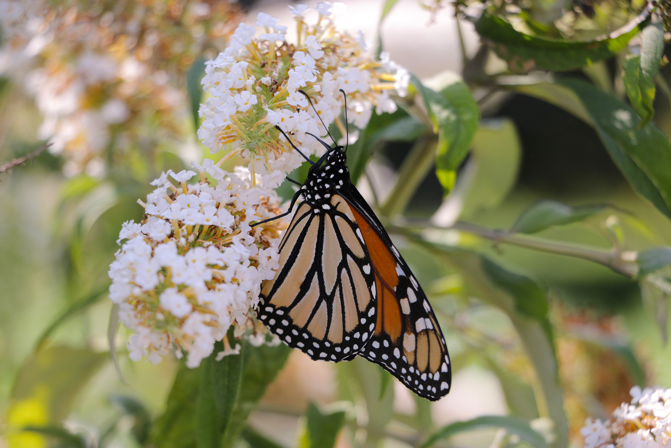 Harkness Memorial State Park | Connecticut State Parks and Forests