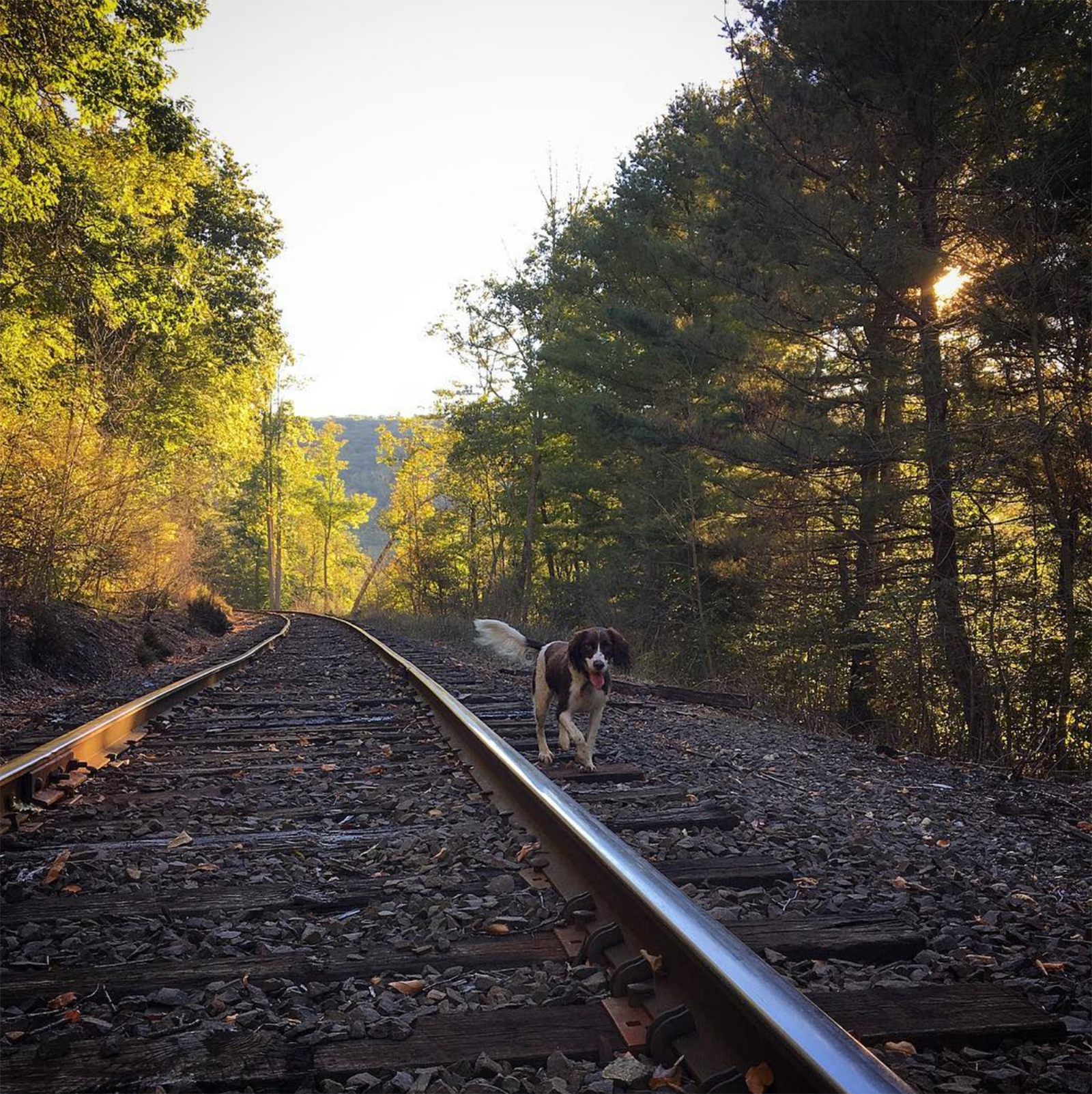 Housatonic State Forest | Connecticut State Parks and Forests