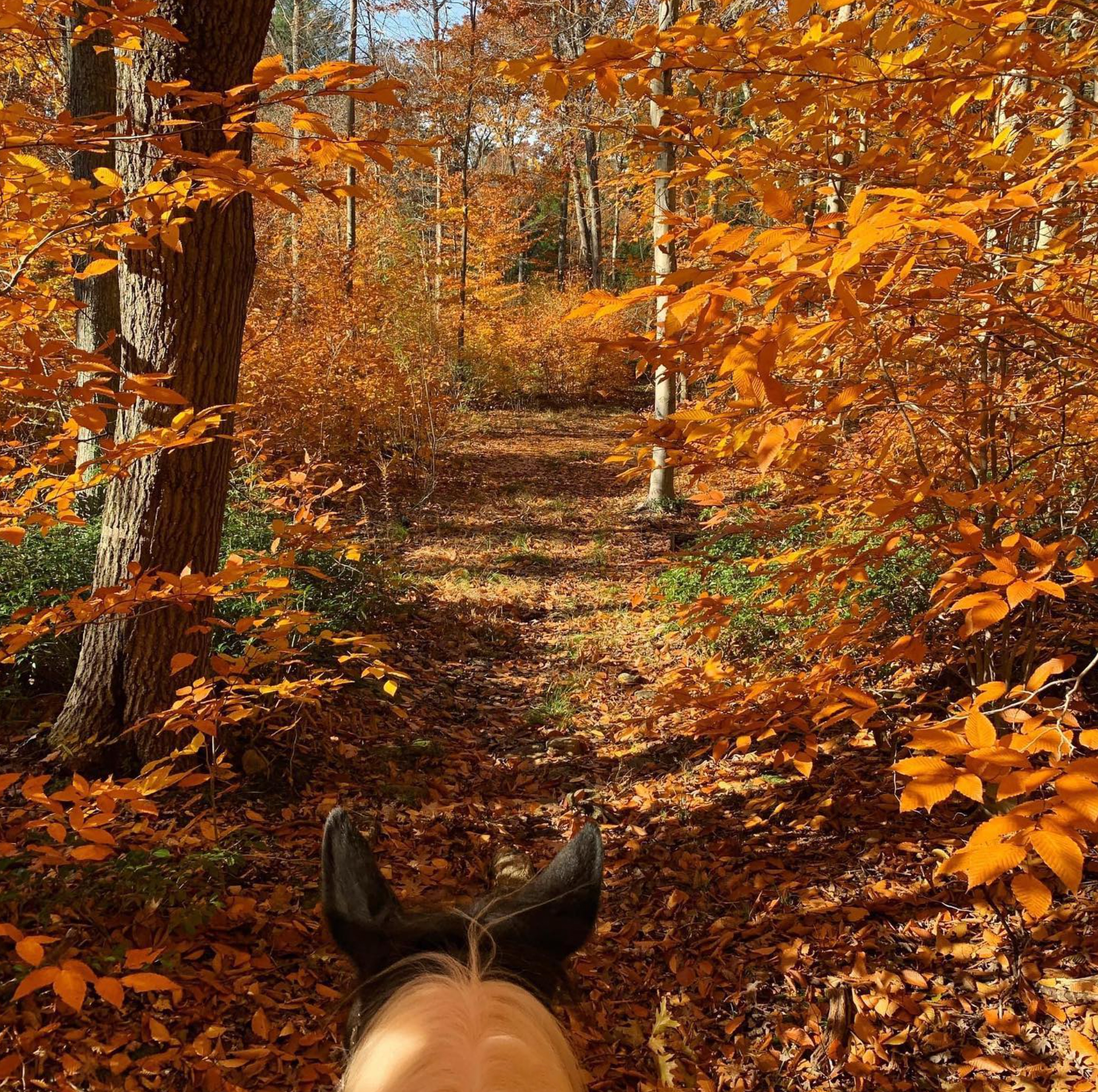 Mohawk State Park/Forest | Connecticut State Parks and Forests
