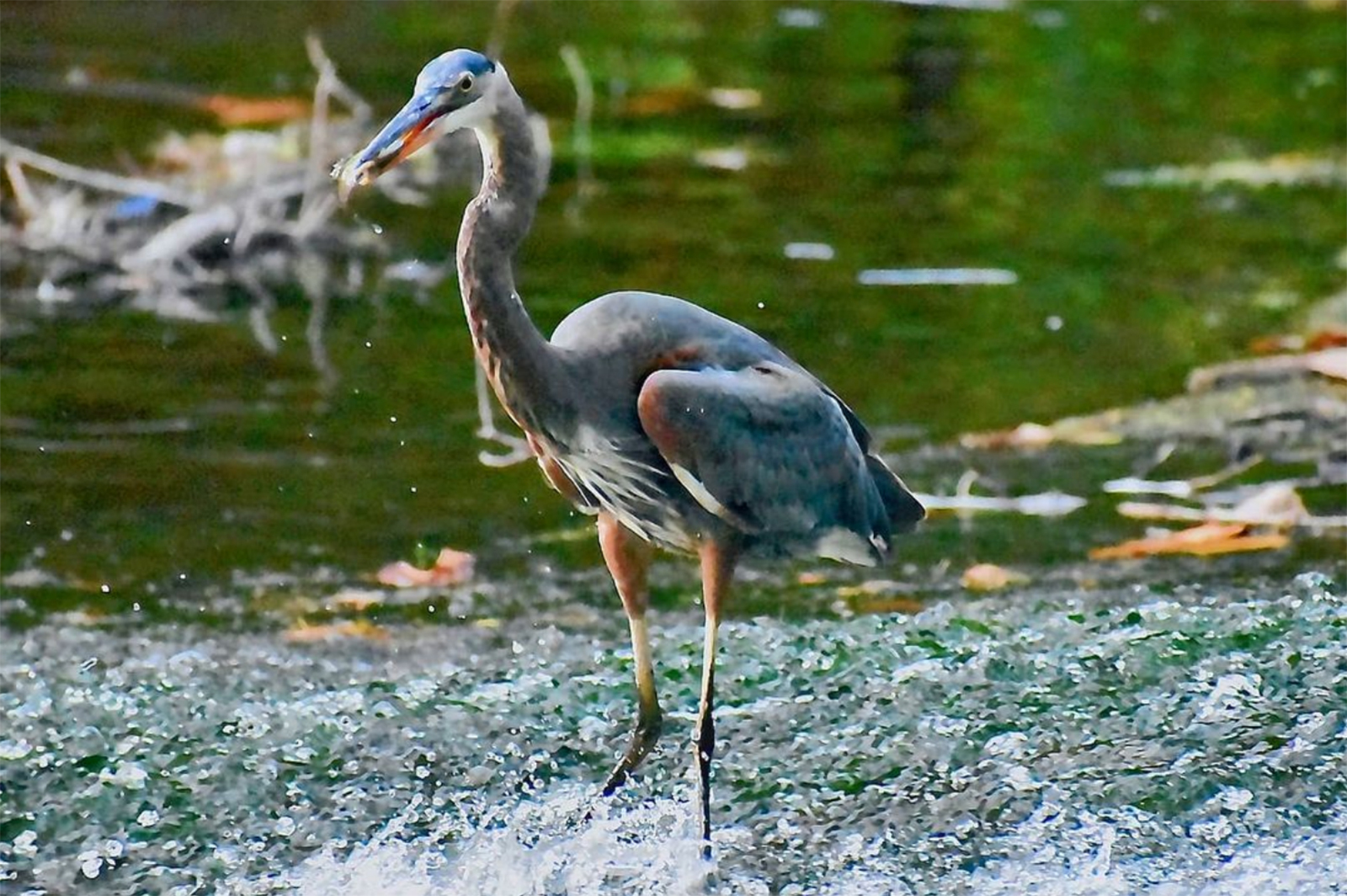 Scantic River State Park | Connecticut State Parks and Forests