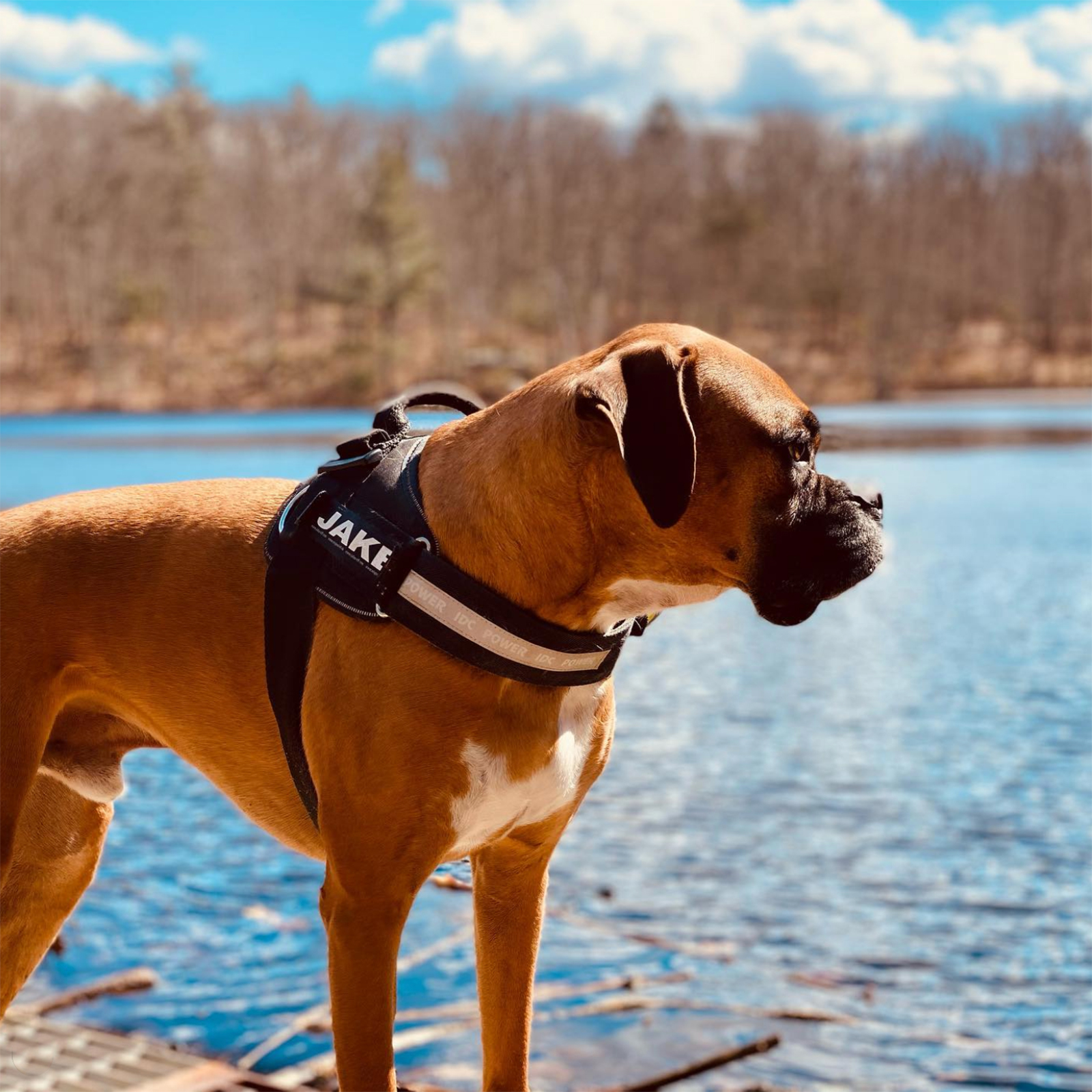 Shenipsit State Forest | Connecticut State Parks and Forests