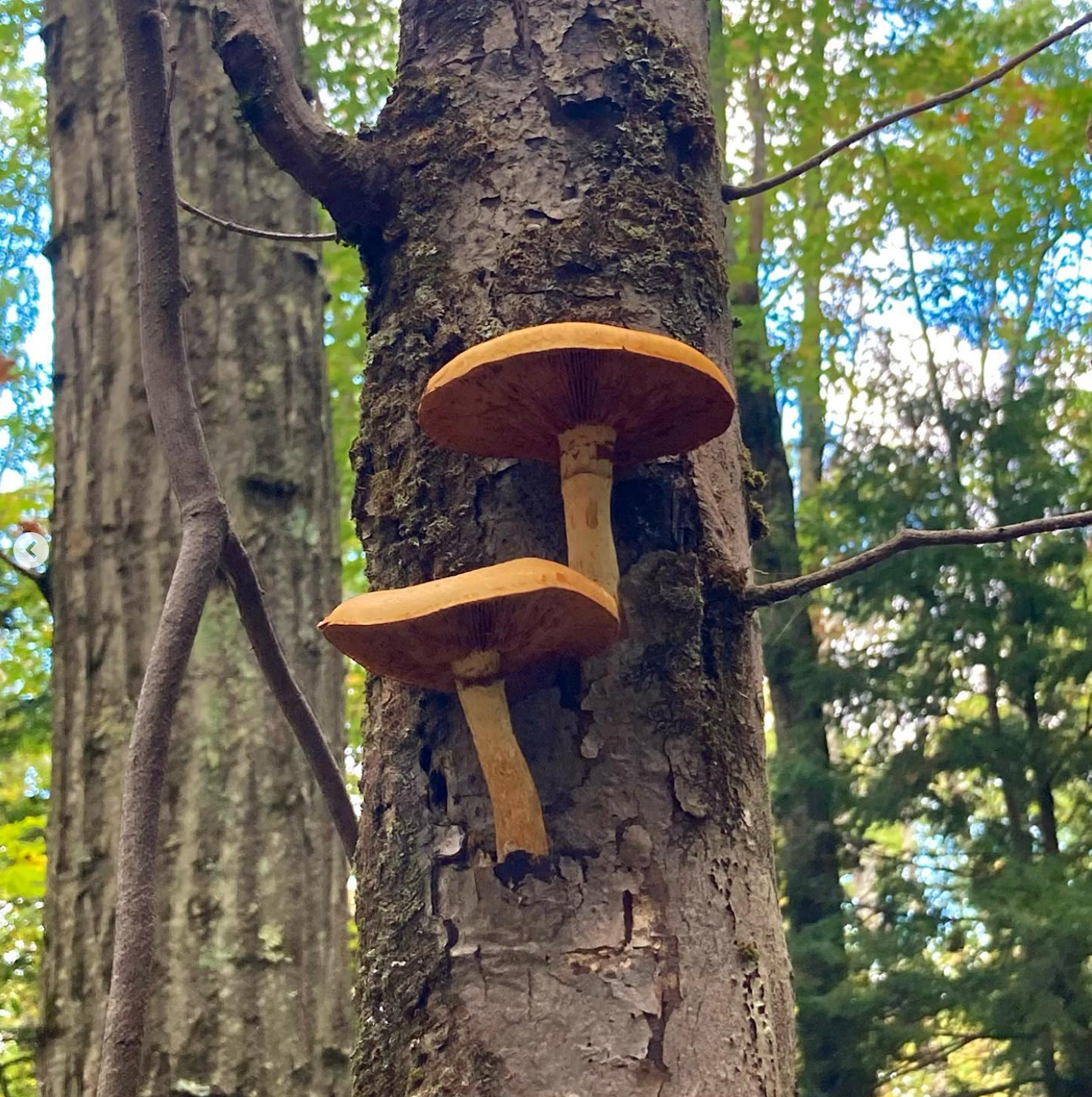 Shenipsit State Forest | Connecticut State Parks and Forests