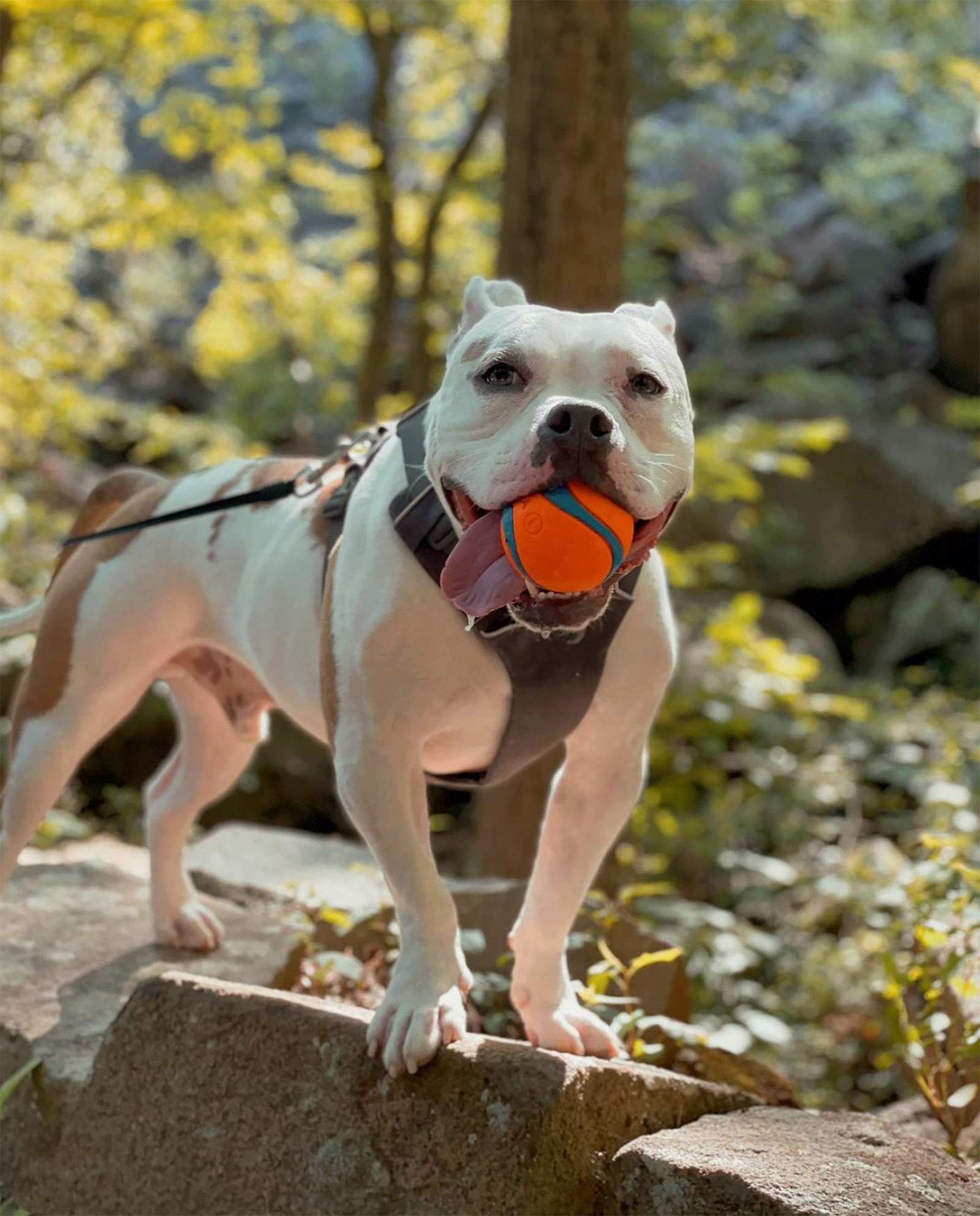 Sleeping Giant State Park | Connecticut State Parks and Forests