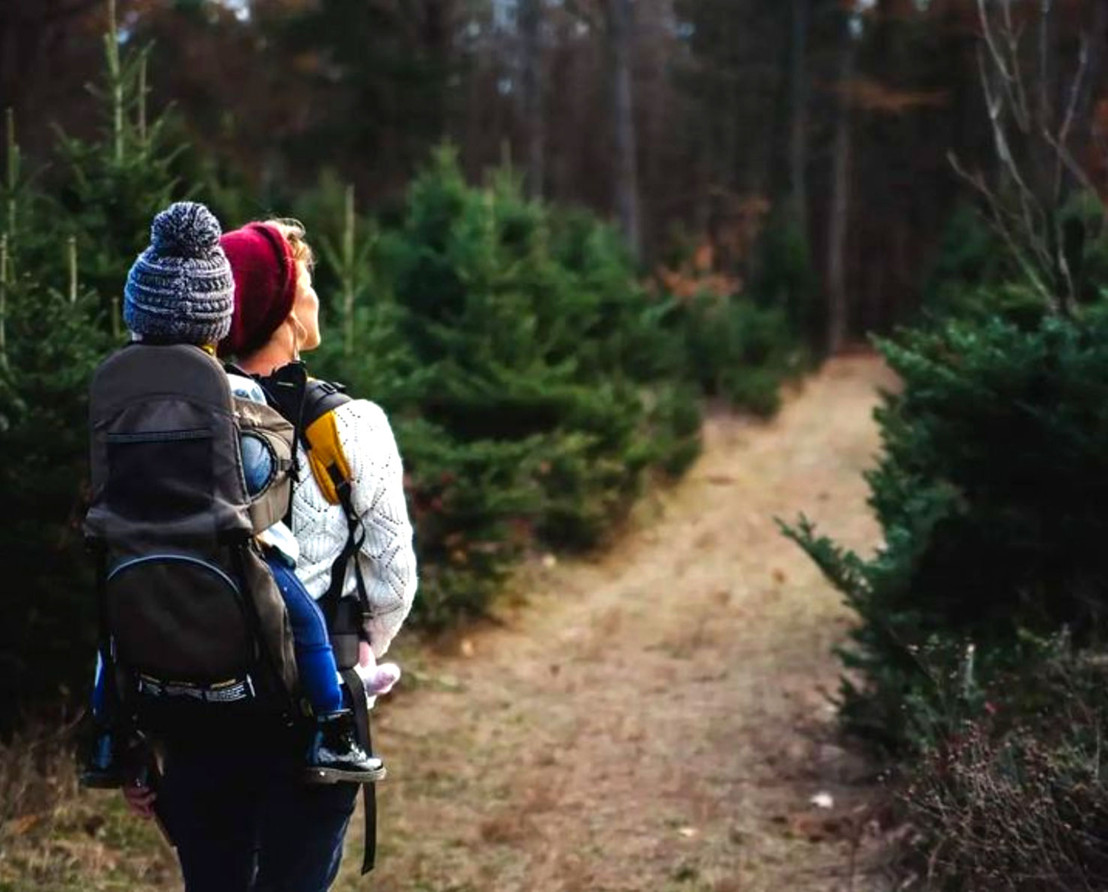 Pachaug State Forest | Connecticut State Parks and Forests