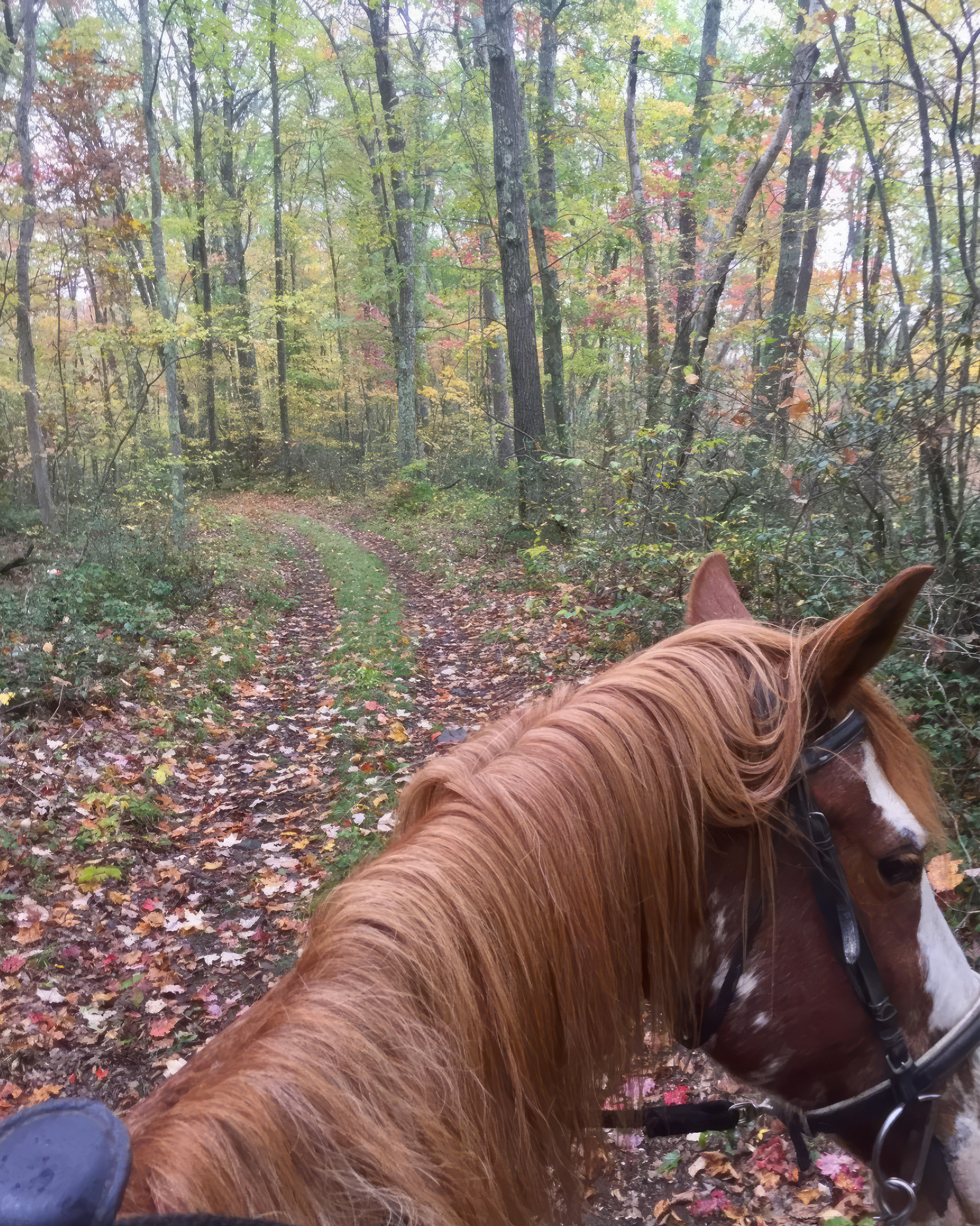 Nipmuck State Forest | Connecticut State Parks and Forests