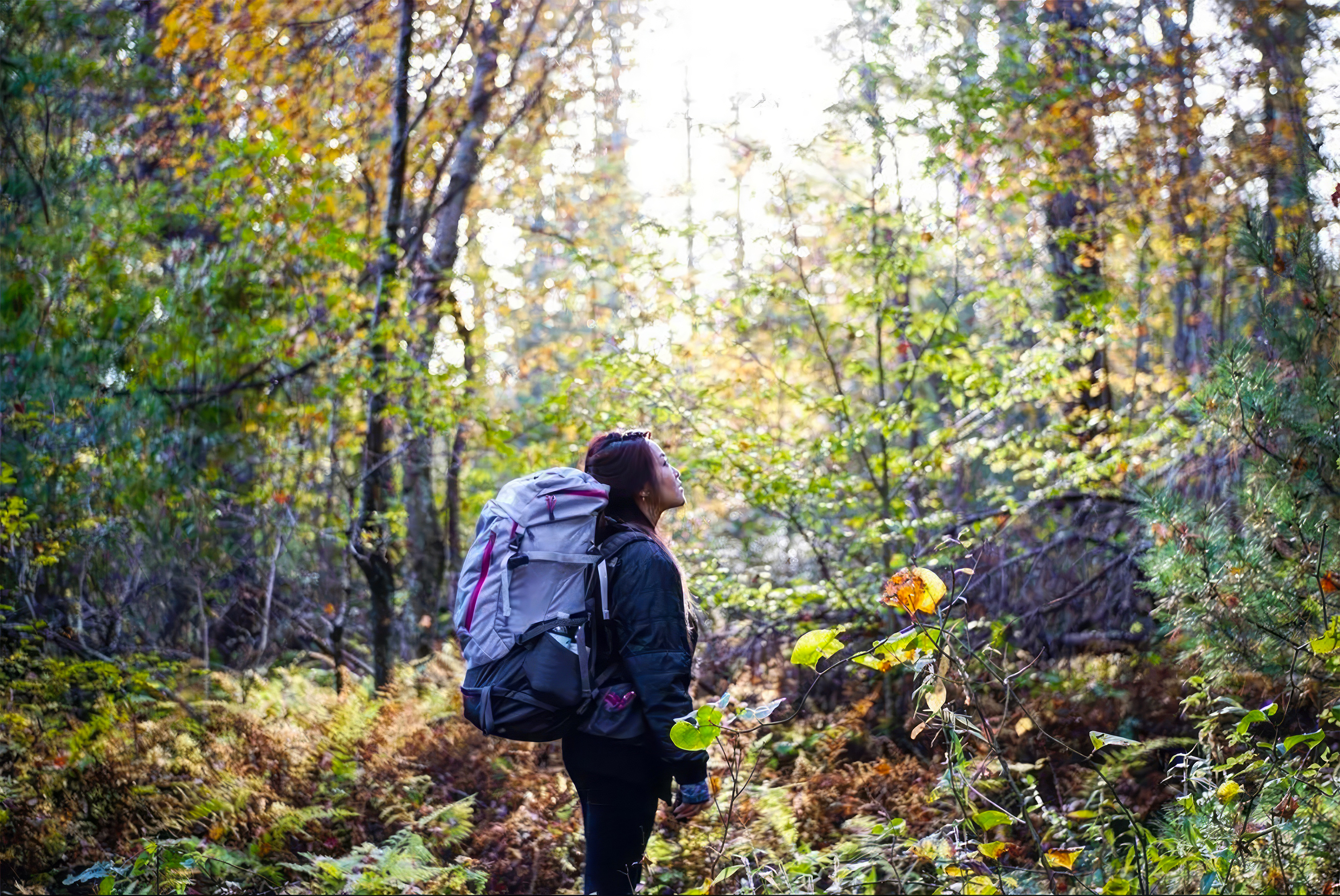 Pachaug State Forest | Connecticut State Parks and Forests