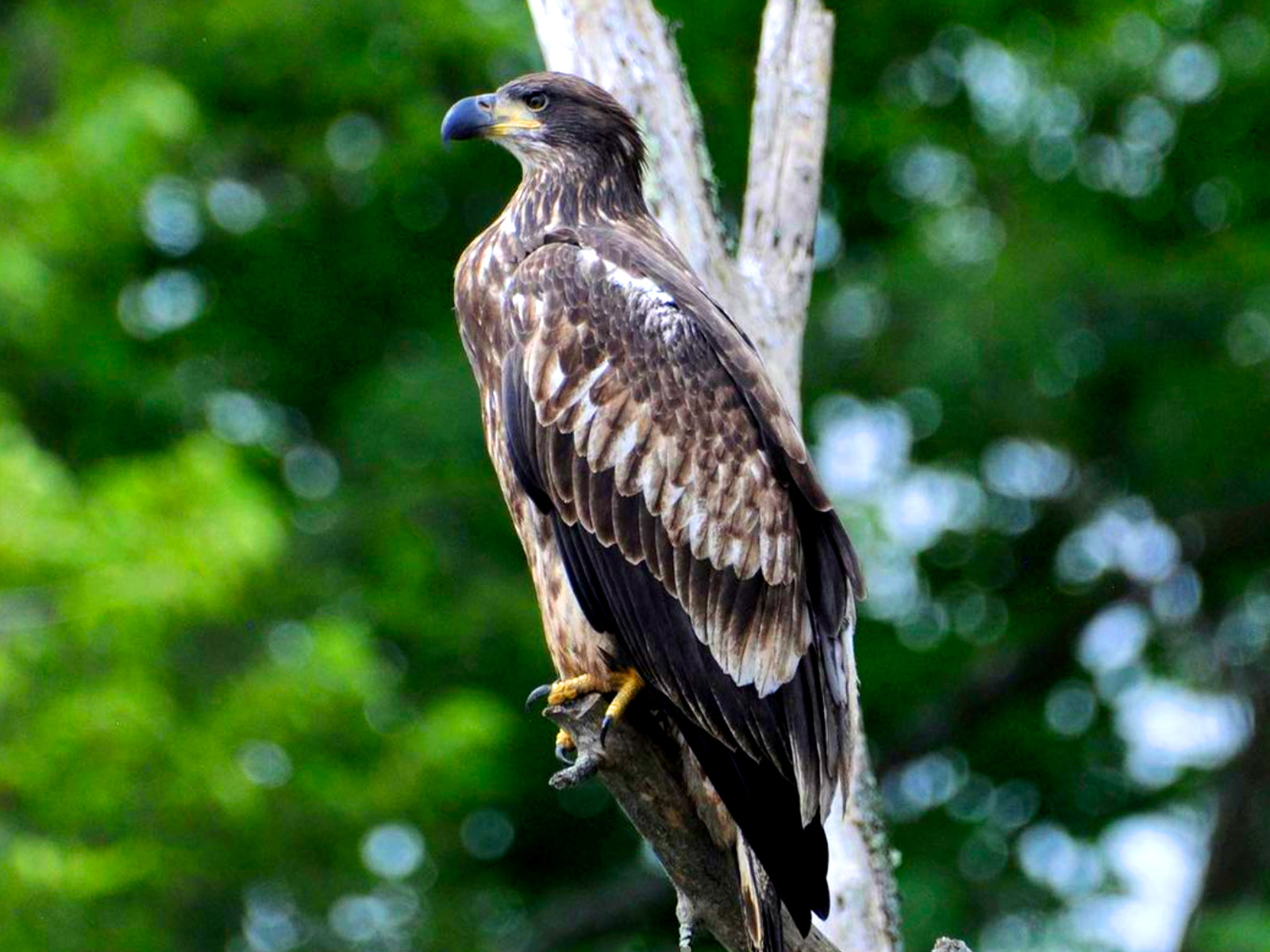 Eagle Landing State Park | Connecticut State Parks and Forests