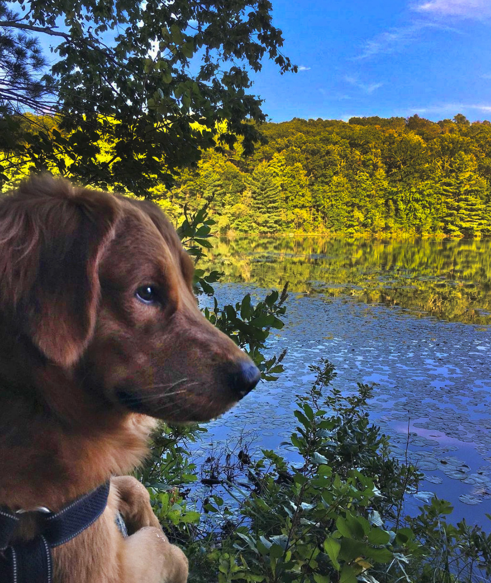 Ross Pond State Park | Connecticut State Parks and Forests