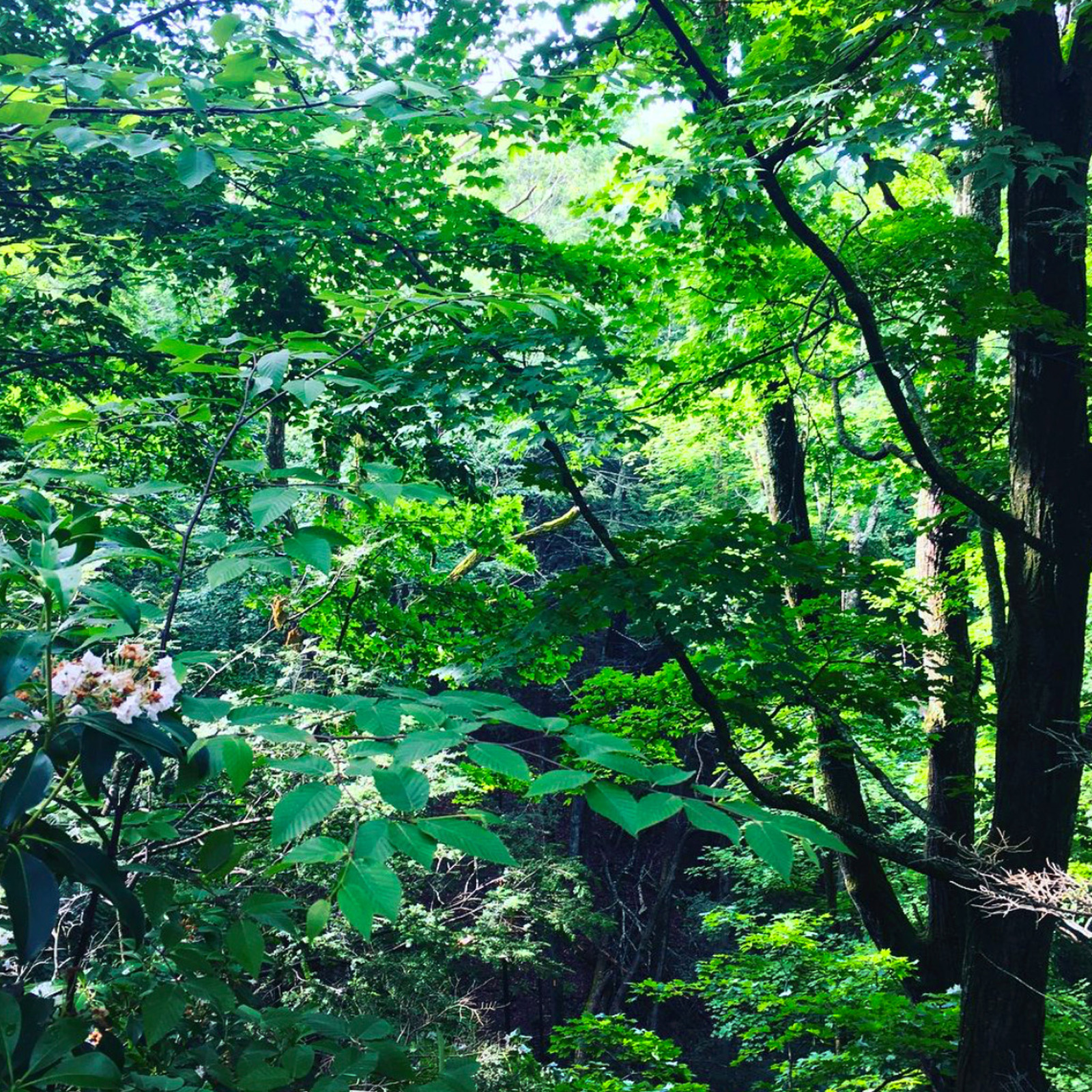 Hiking in Connecticut State Parks | Connecticut State Parks and Forests