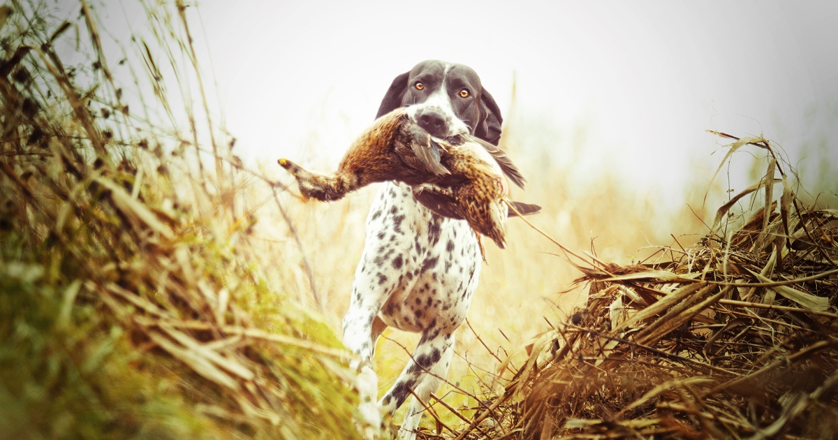 Hunting in Connecticut State Parks | Connecticut State Parks and Forests