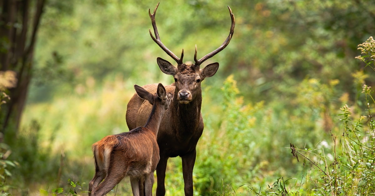 Nature Observation at Connecticut State Parks | Connecticut State Parks ...