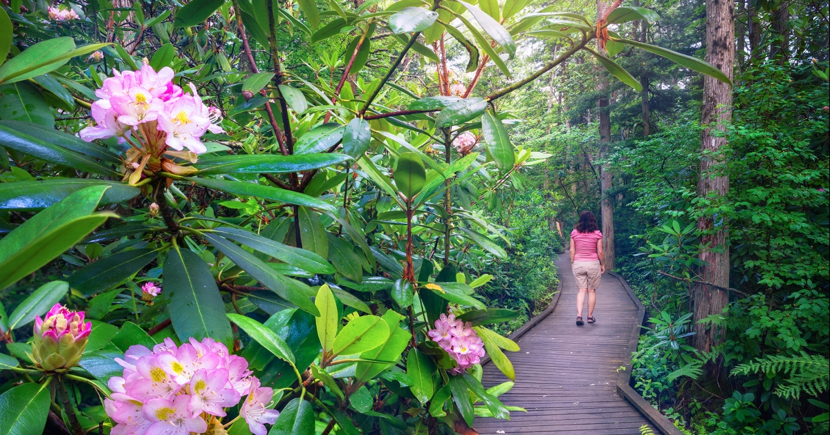 Pachaug State Forest | Connecticut State Parks and Forests