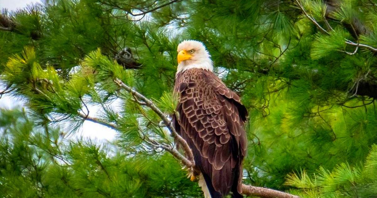 Eagle Landing State Park | Connecticut State Parks and Forests