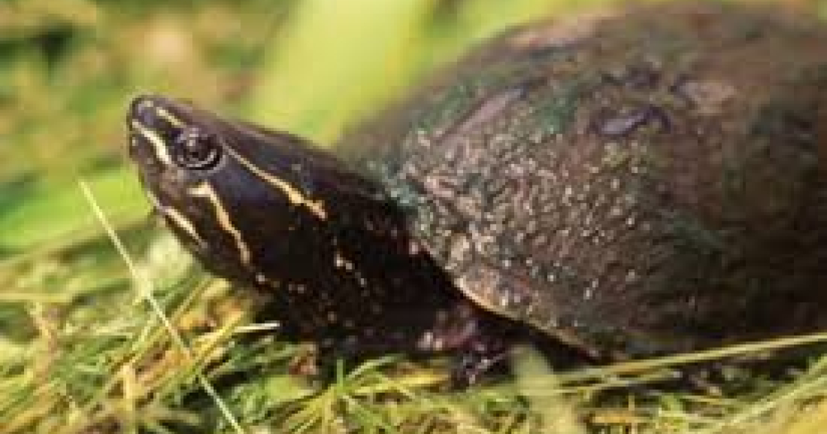 World Turtle Day Celebration | Connecticut State Parks and Forests