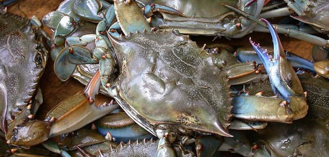 Carcinization Conundrum | Connecticut State Parks and Forests